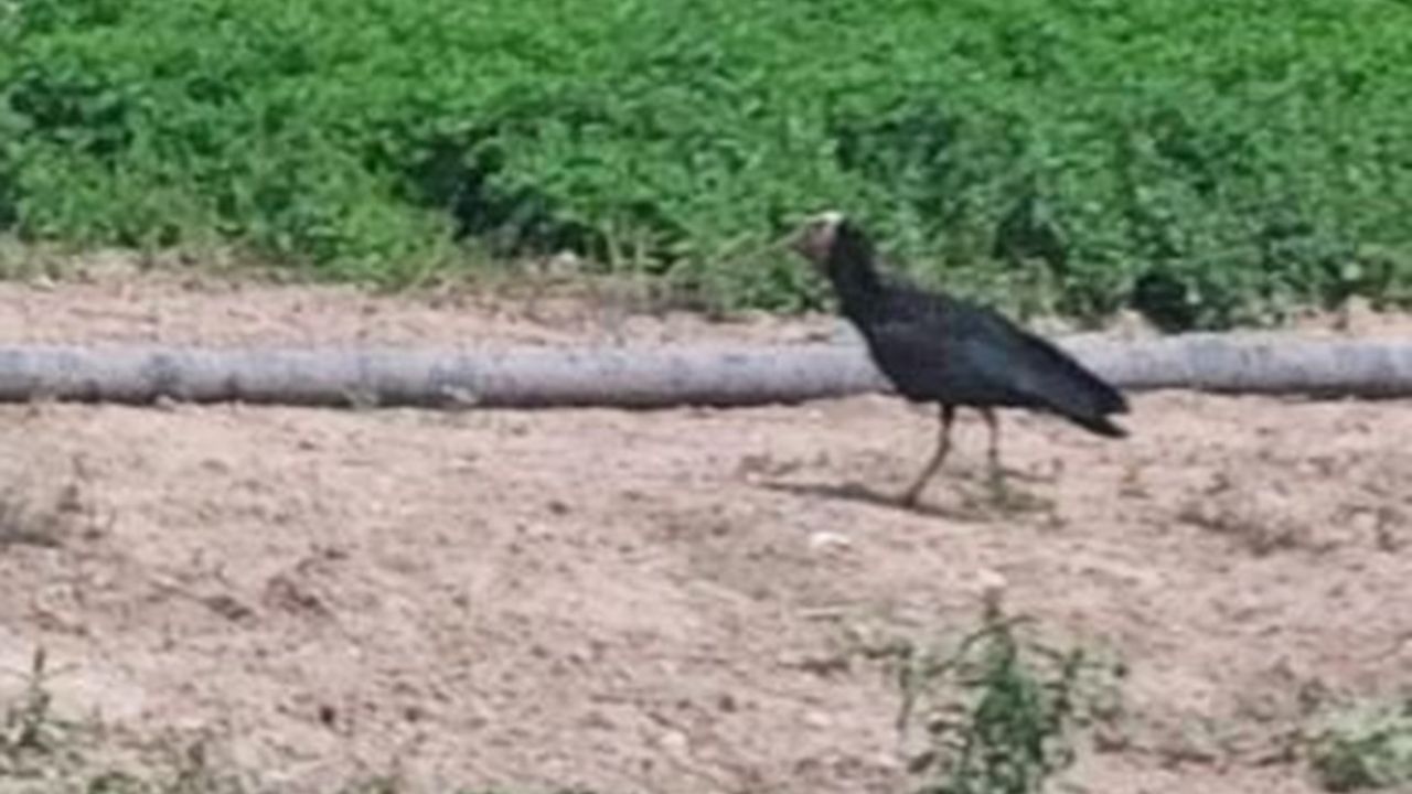 Türkiye’de Sadece Şanlıurfa’da Yaşıyor: Mezra’da Görüntülendi - Urfa ...
