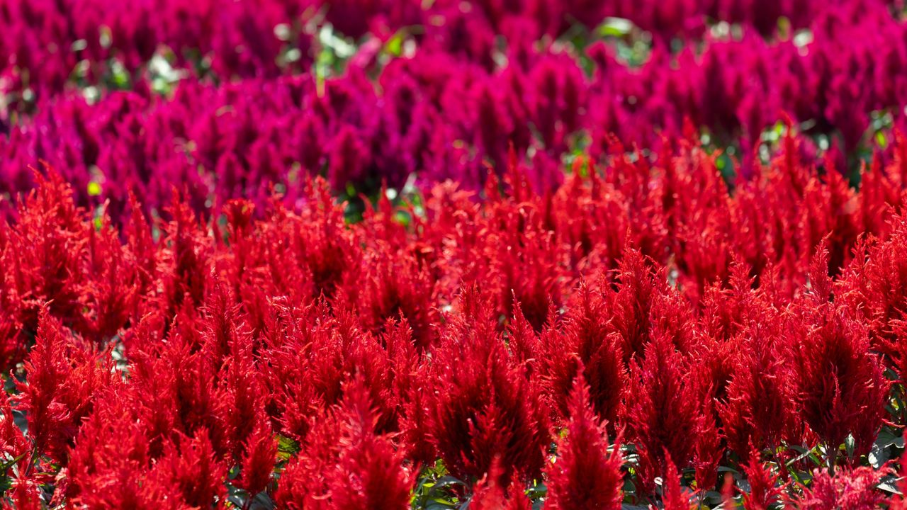 Amarant (Horoz İbiği) Nedir? Amarant Neye İyi Gelir? - Urfa Haberleri