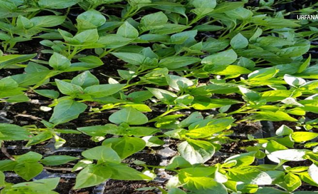 Urfa’da fide ekimi başladı - Urfa Haberleri