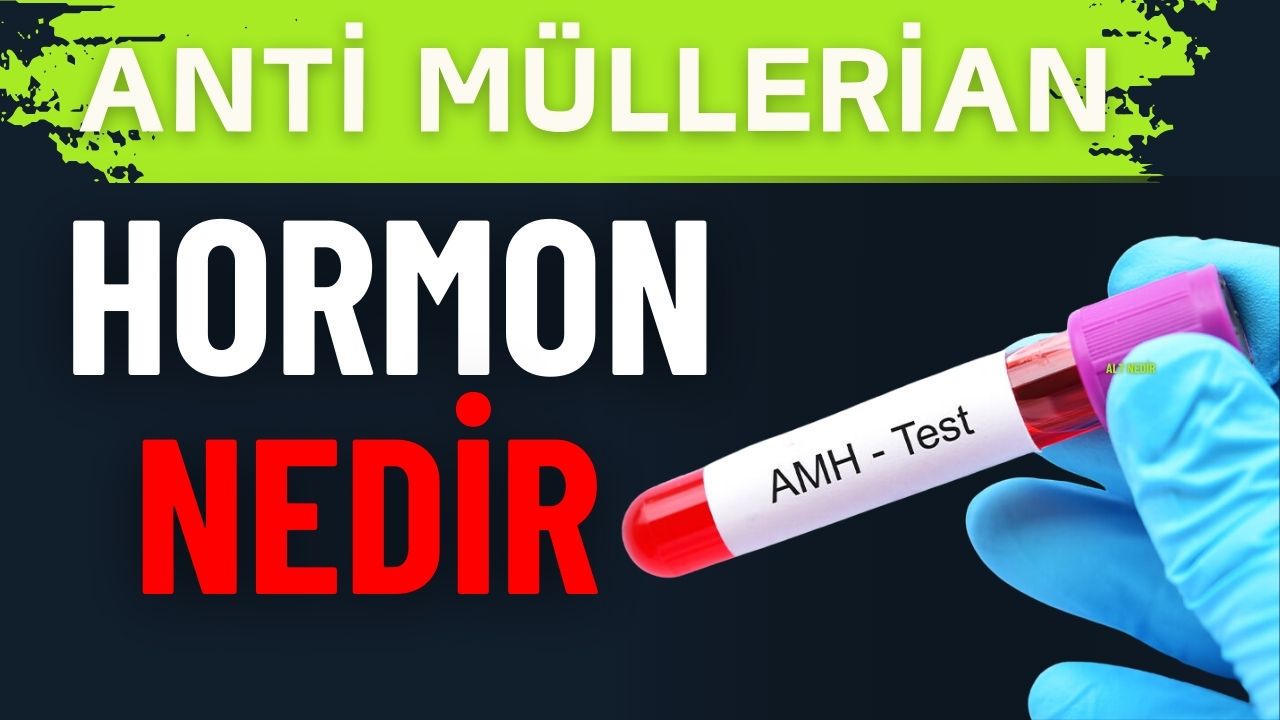 Anti Müllerian Hormonu Nedir? - Urfa Haberleri