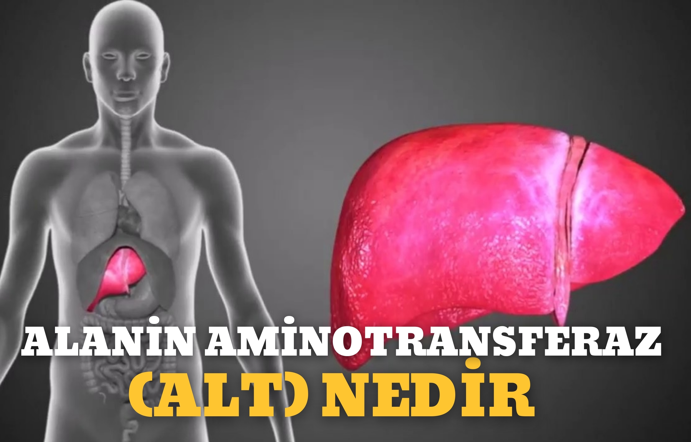 Alanin Aminotransferaz (Alt) Nedir - Urfa Haberleri