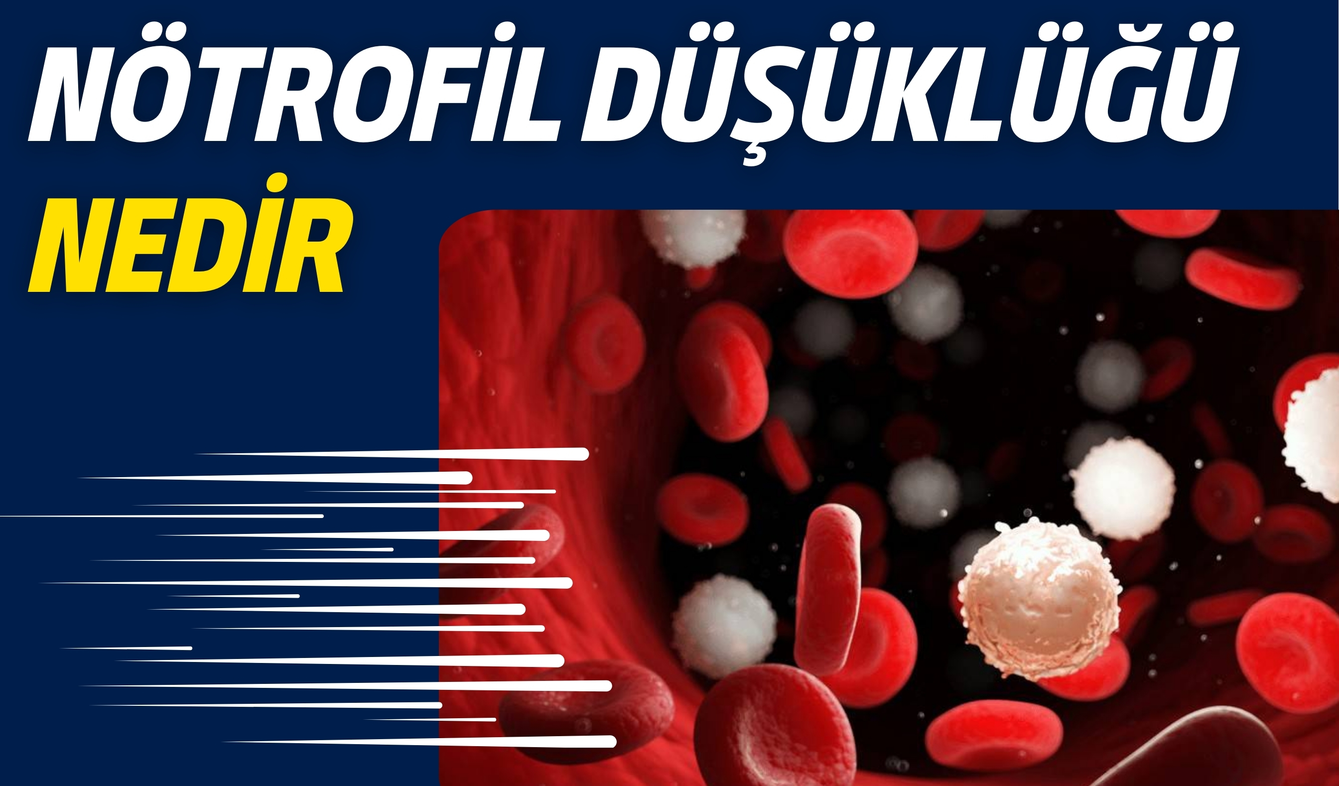 Nötrofil Düşüklüğü Nedir - Urfa Haberleri