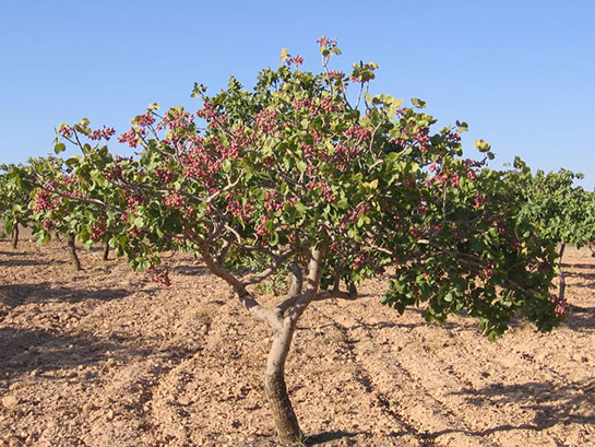 Şanlıurfa'nın Yanı Başında Fıstık Yevmiyesi Belli Oldu! Günlük Ücret Ne ...
