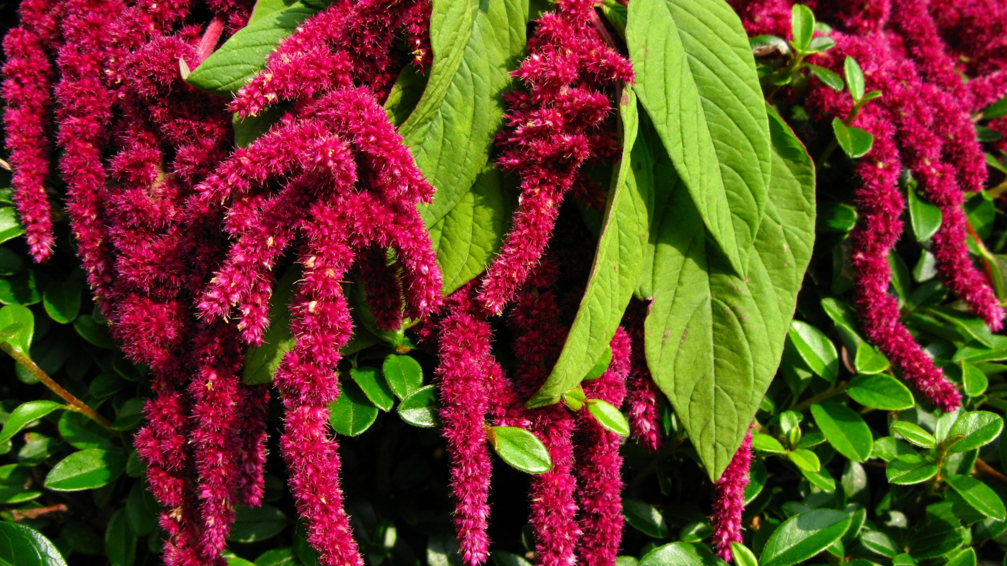 Amarant (Horoz İbiği) Nedir? Amarant Neye İyi Gelir? - Urfa Haberleri