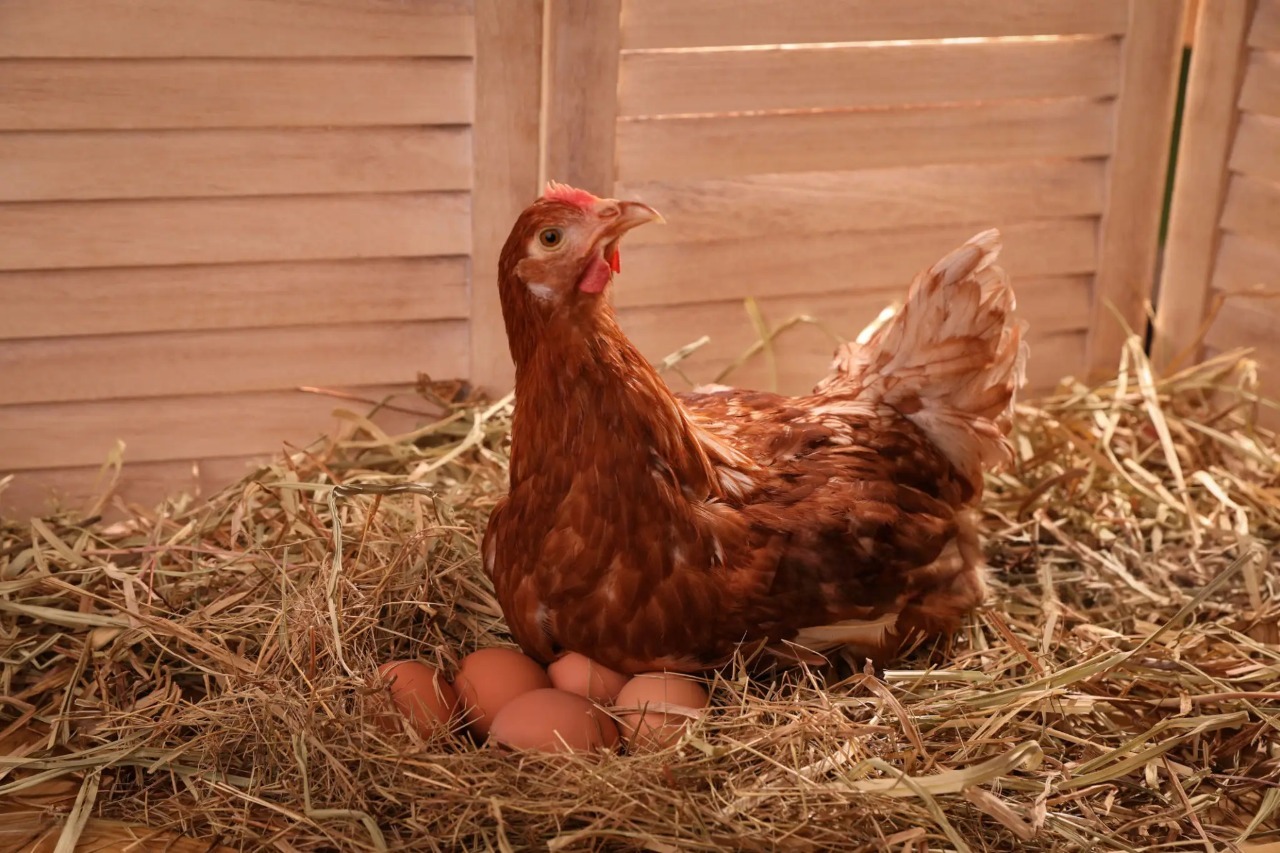 233 Bin Ton Tavuk Eti, 1,77 Milyar Yumurta: TÜİK Verileri Ne Anlatıyor ...